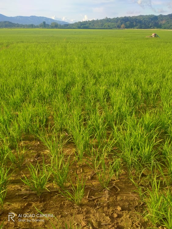 h2020-P-TRAP | How pot-experiments with rice help feeling home!