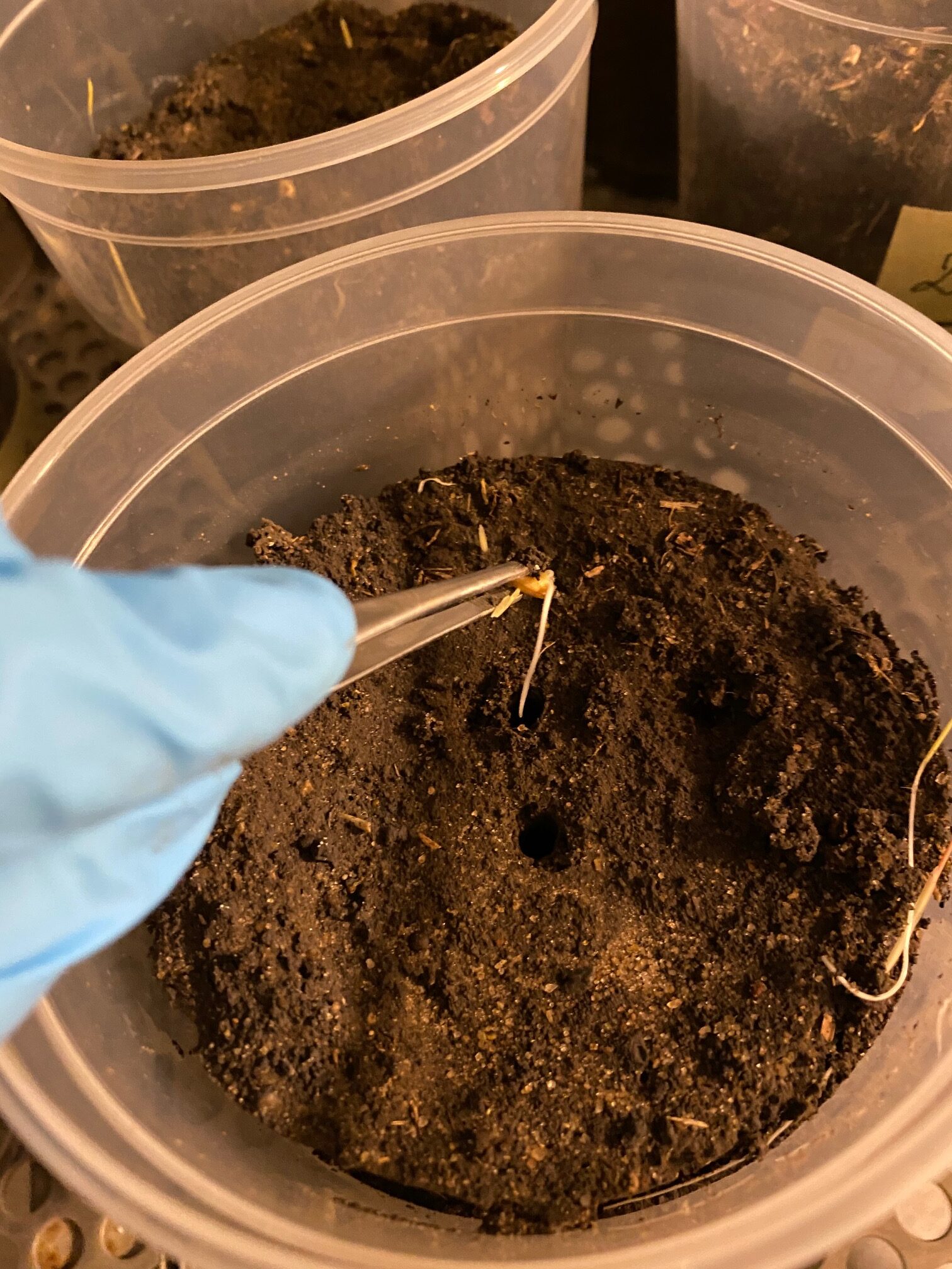 h2020-P-TRAP | How pot-experiments with rice help feeling home!