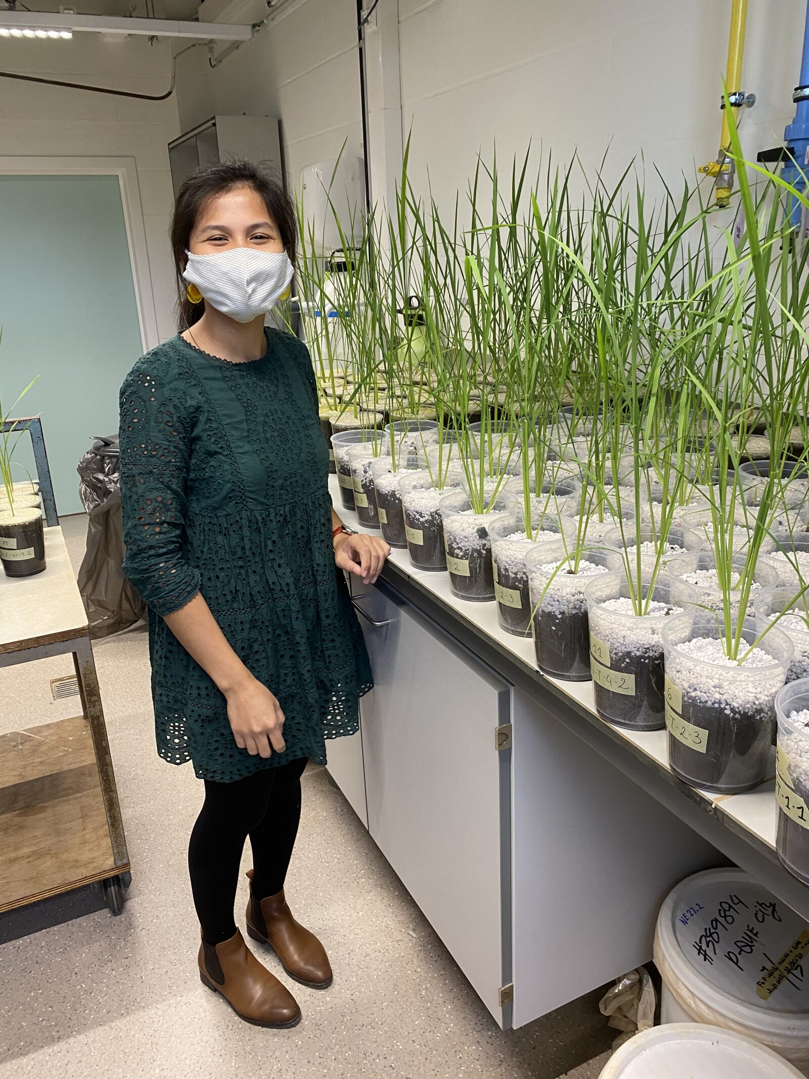 h2020-P-TRAP | How pot-experiments with rice help feeling home!